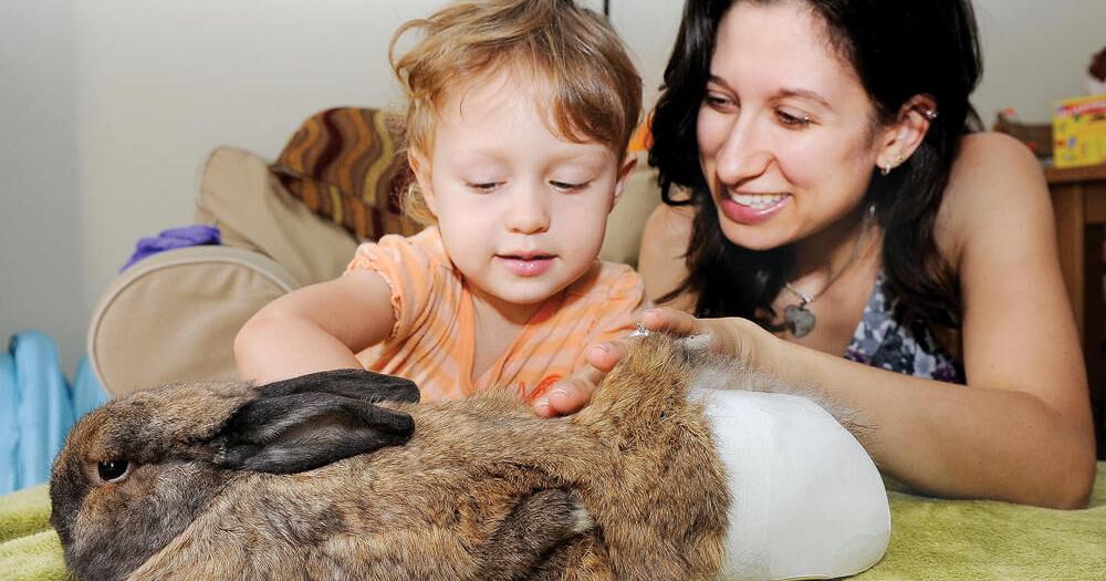 Bunny benefiting from prosthetic support