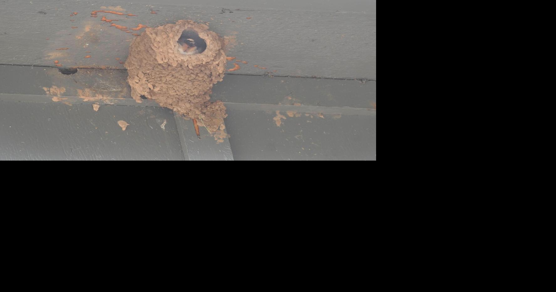 Barn swallow study needs help