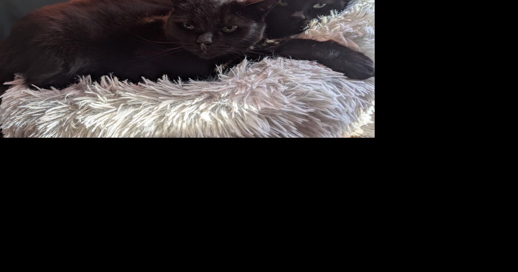 Why Ontario shelters stop black cat adoptions in October