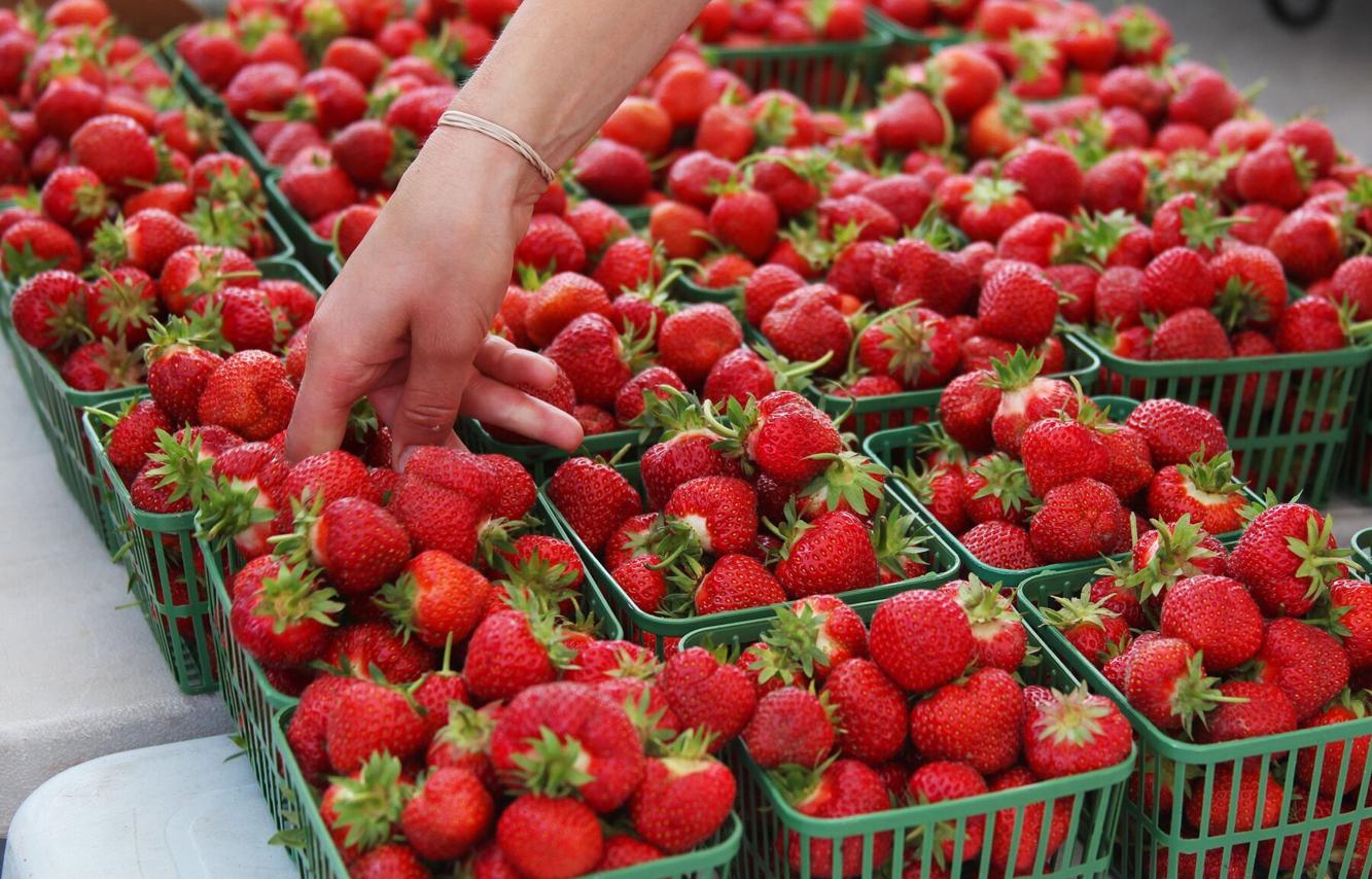 Ontario strawberry season 2026: When does picking start?