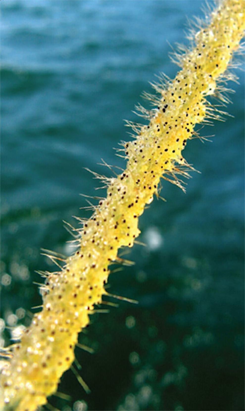 Spiny water fleas in Algonquin Park: Invasive Species Warning