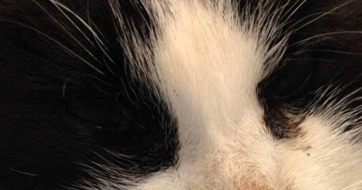 Violet the cat found frozen, comatose is hopefully on the road to recovery