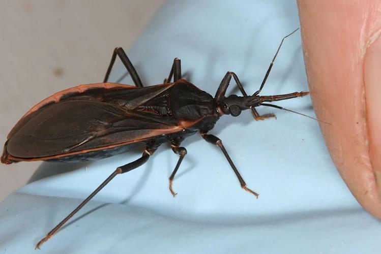 Bugs trying to get into Ontario homes — what are they?