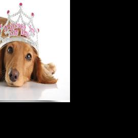 Pamper your pet at Spaws Professional Dog Grooming & Boutique