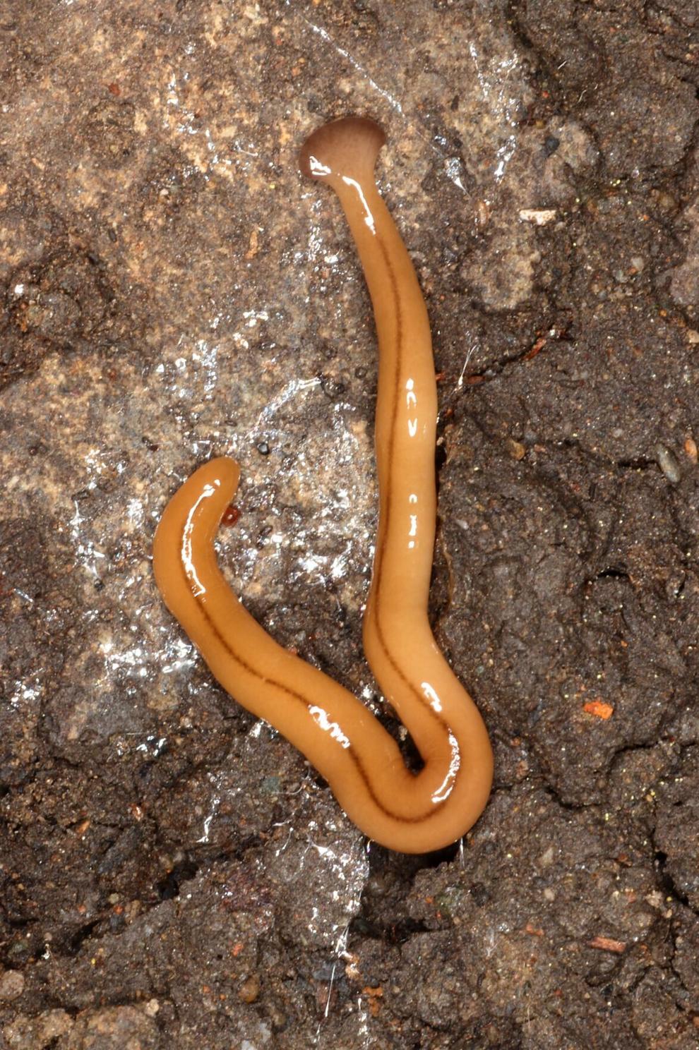 Hammerhead worm in Ontario: it’s toxic and invasive