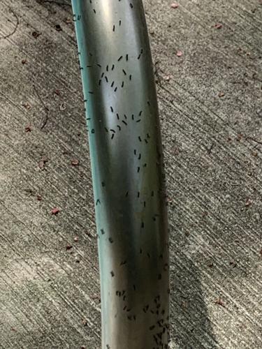 'Good conditions': When and where Burlington will be spraying pesticide ...