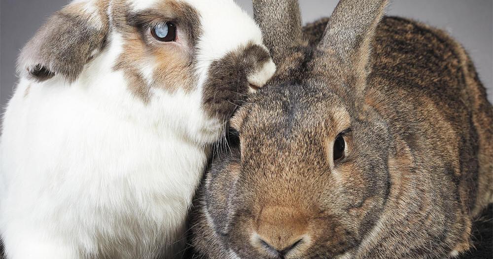 Rabbit rescuers hoppin’ over contest results