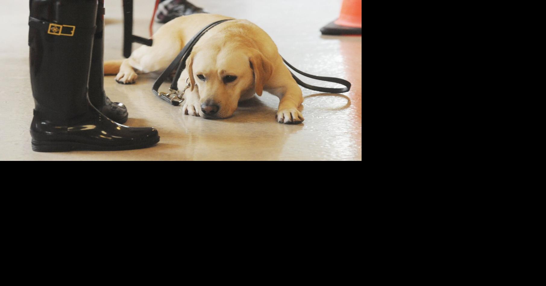 Volunteers sought for Oakville dog guide training program