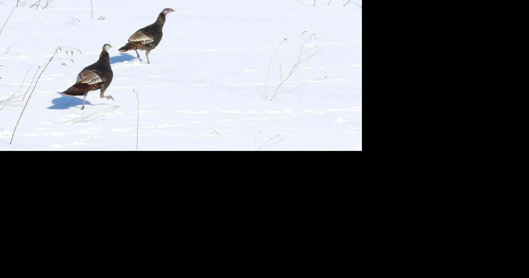 Spotted: Wild turkeys out for a stroll in Burlington