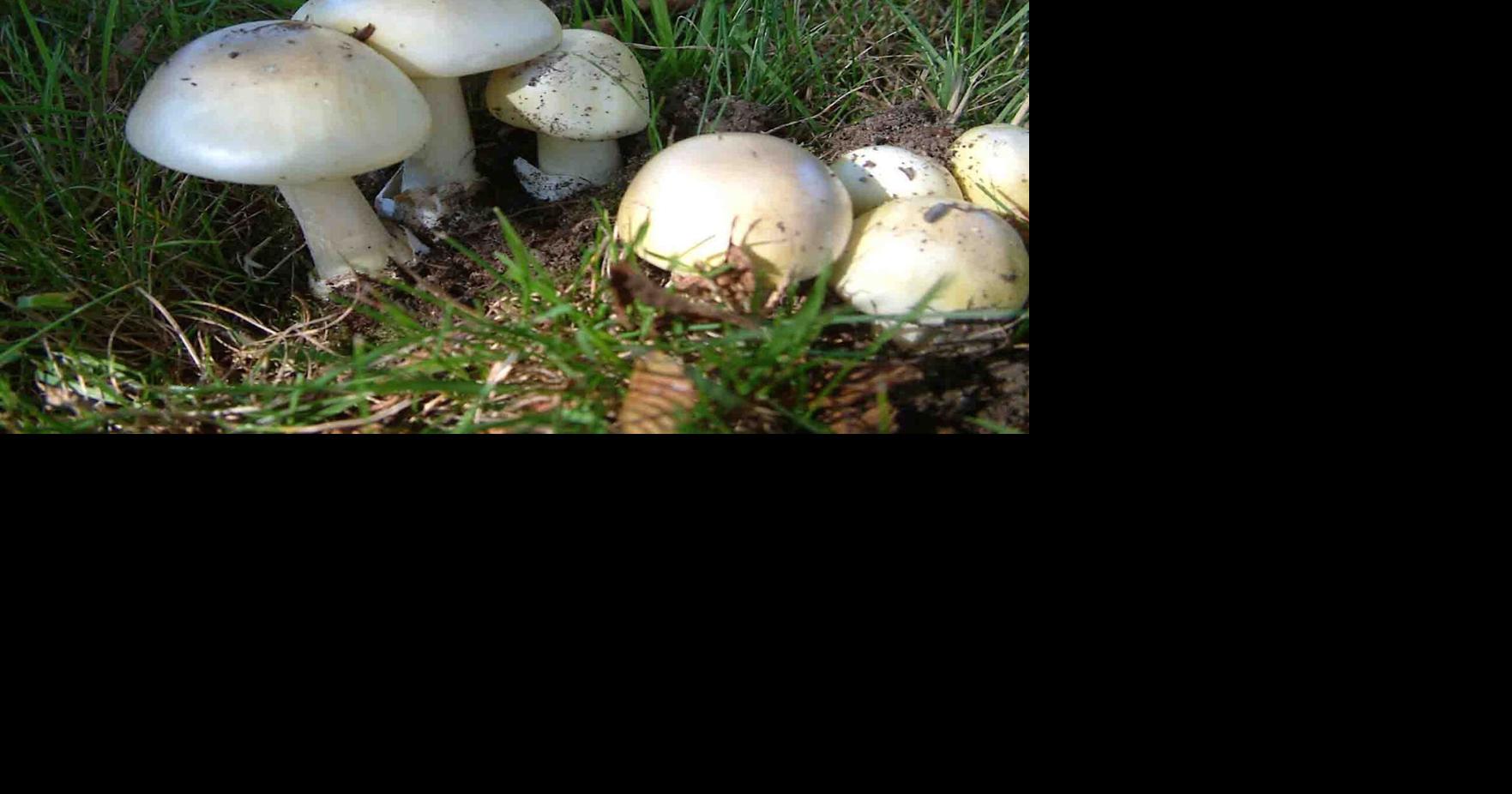 ‘Death cap’ mushroom found in Canada at centre of Australian murder ...