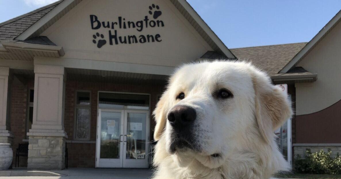 Burlington Humane Society plans new building for The Loft