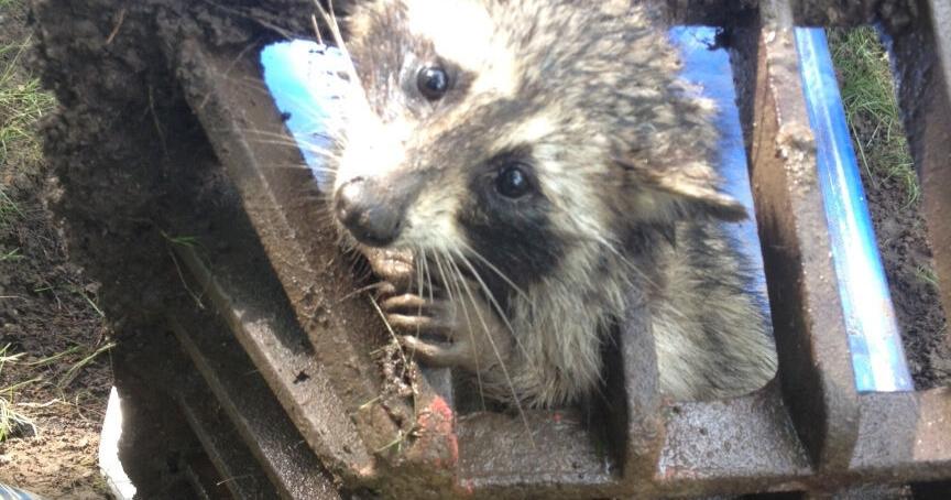Raccoon gets head stuck in sewer grate