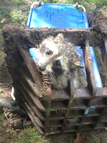 Raccoon gets head stuck in sewer grate