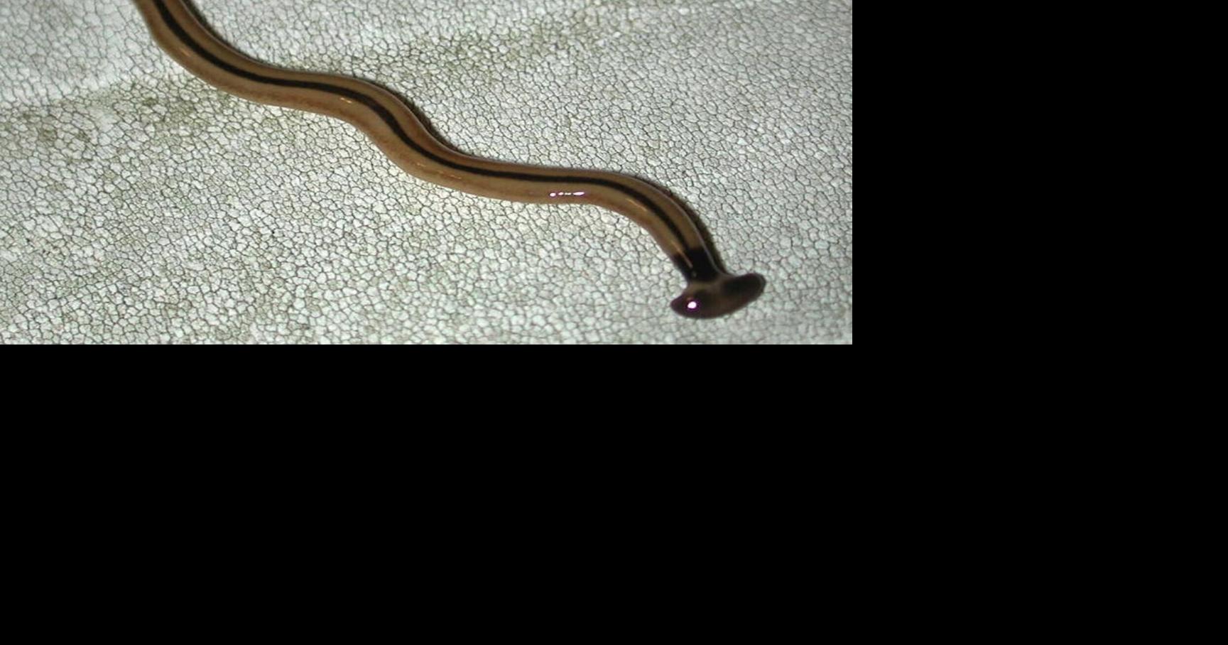 Hammerhead worm in Ontario: it’s toxic and invasive