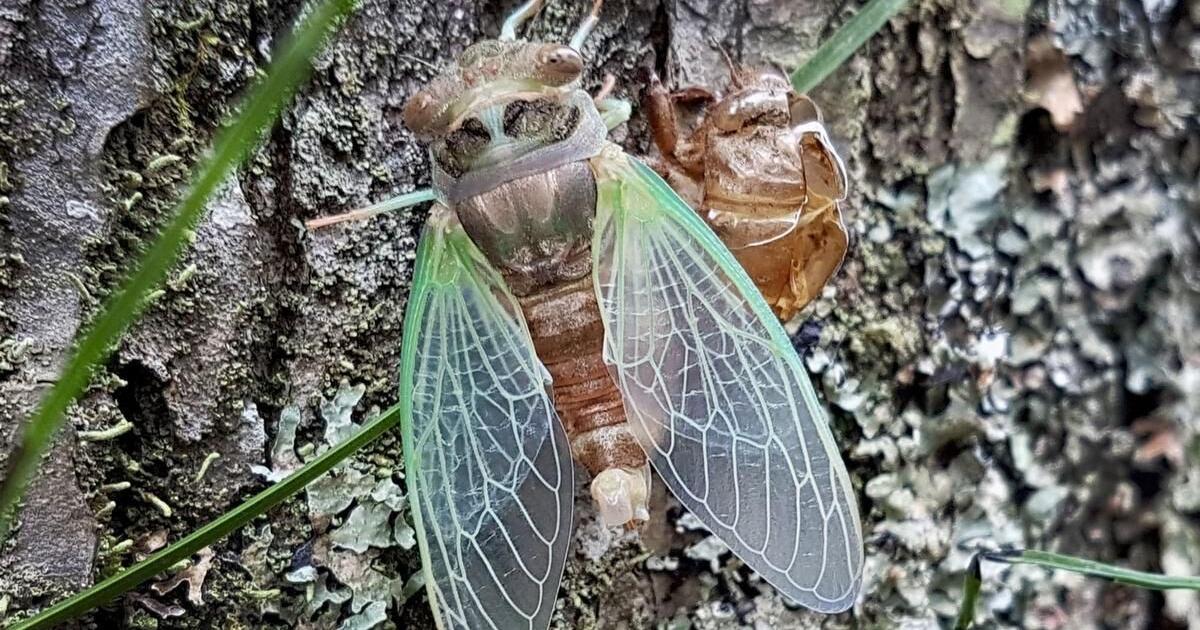 Billions of cicadas coming to U.S., but what about Ontario?