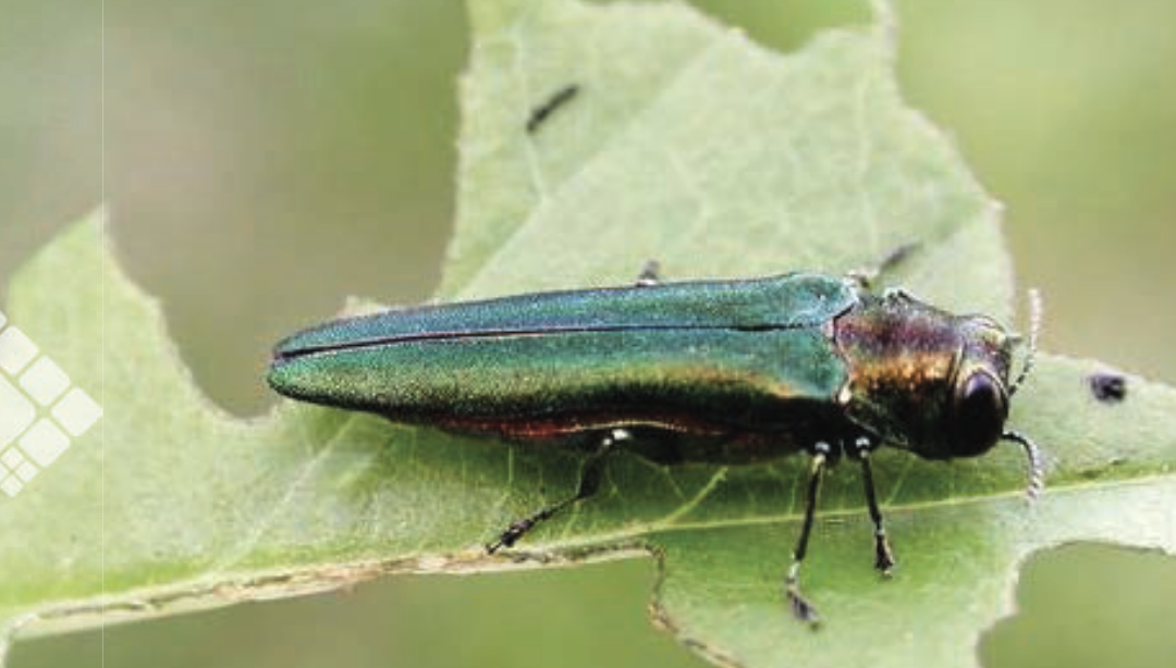 Here’s how you can help save trees from emerald ash borer