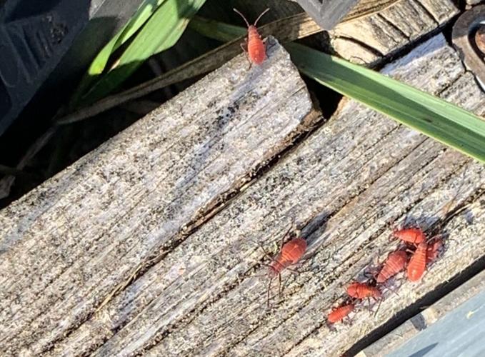 Bugs trying to get into Ontario homes — what are they?