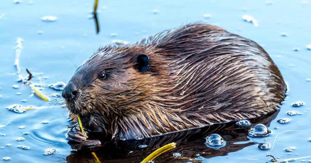 How Canada’s iconic beaver became a symbol of pride
