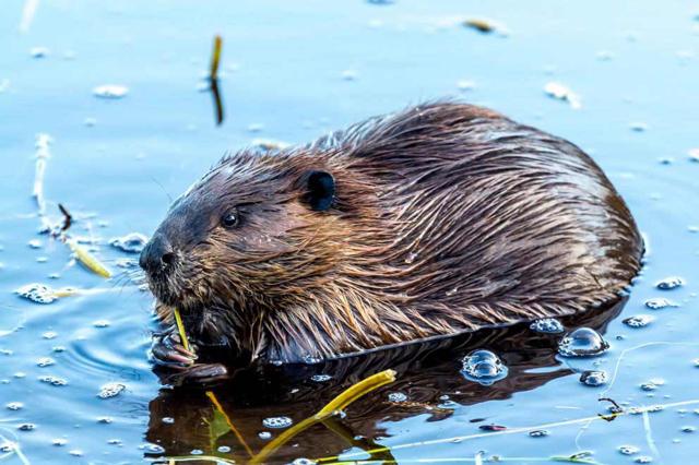 How Canada’s iconic beaver became a symbol of pride