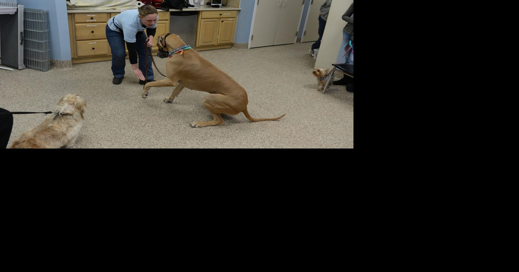 Building the bond between human and pooch