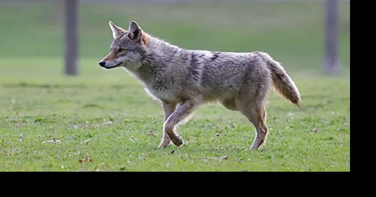 A 7th coyote attack in Burlington neighbourhood sends 1 person to hospital