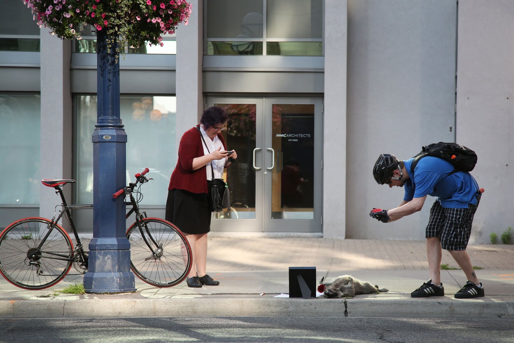 Viral dead Toronto racoon commemorated with plaque