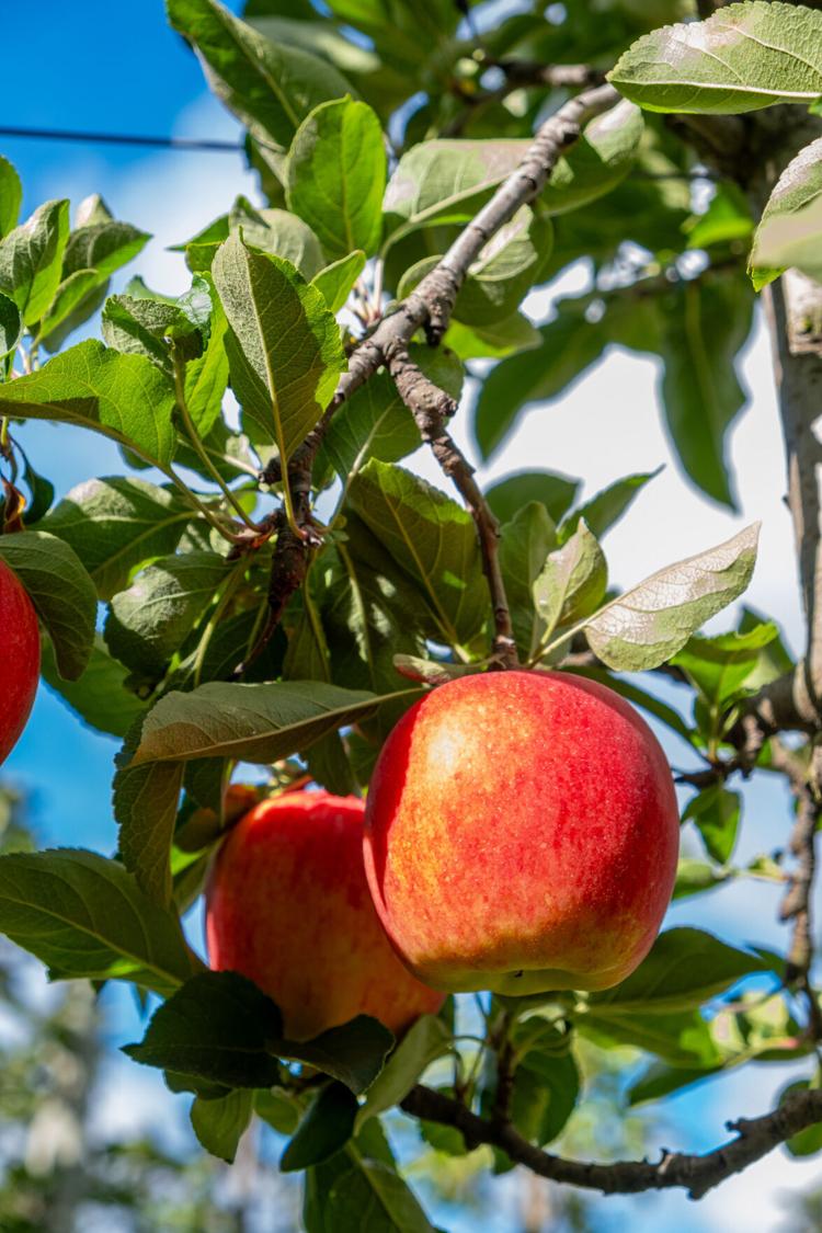 Ontario apples sweeter this year