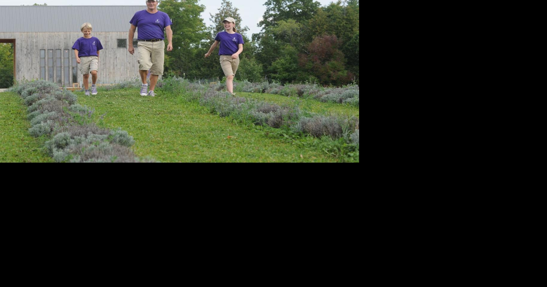 Milton’s Terre Bleu lavender farm a ‘Canada 150 Garden Experience’