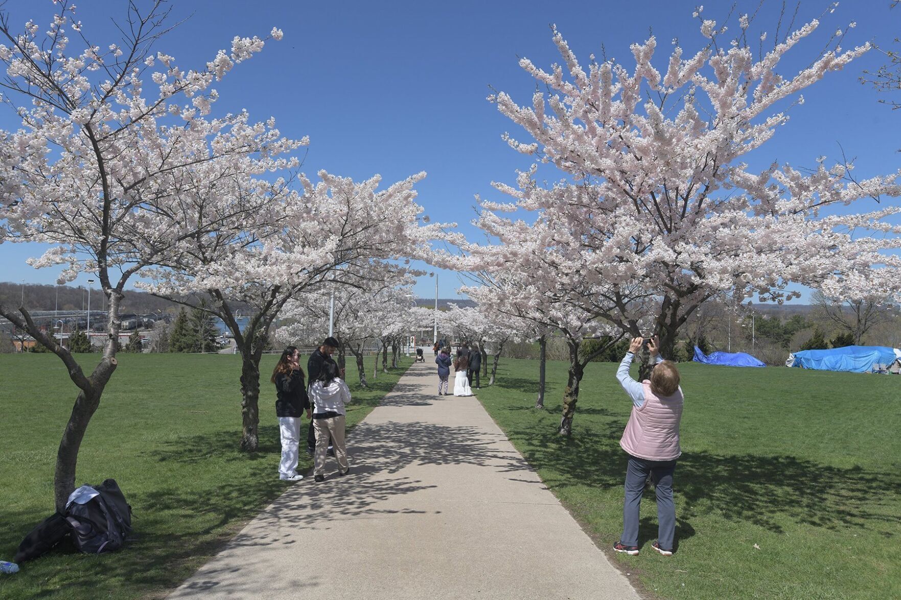Where to see cherry blossoms in Ontario at peak bloom?