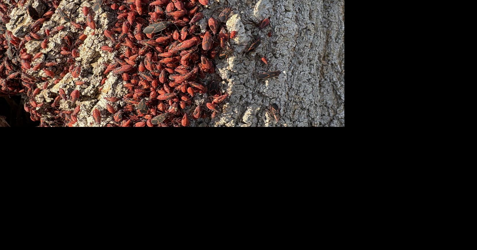 Boxelder bugs, Asian lady beetles invading Ontario homes