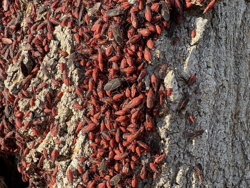 Boxelder bugs, Asian lady beetles invading Ontario homes