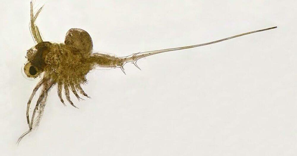 Spiny water fleas in Algonquin Park: Invasive Species Warning