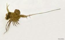 Spiny water fleas in Algonquin Park: Invasive Species Warning
