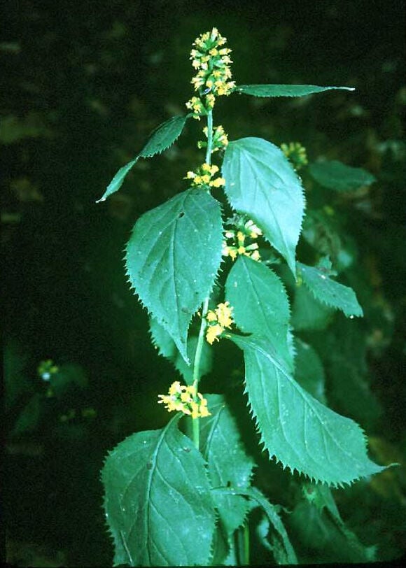 How to avoid buying invasive plants and what to grow instead