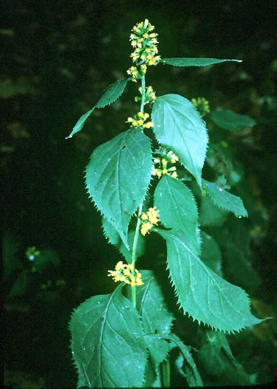 How to avoid buying invasive plants and what to grow instead