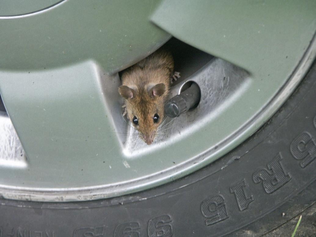 Rodent damage to cars: Here’s how to stop them