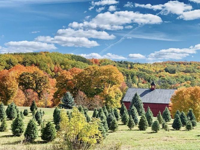 How the Christmas tree industry evolved through COVID-19