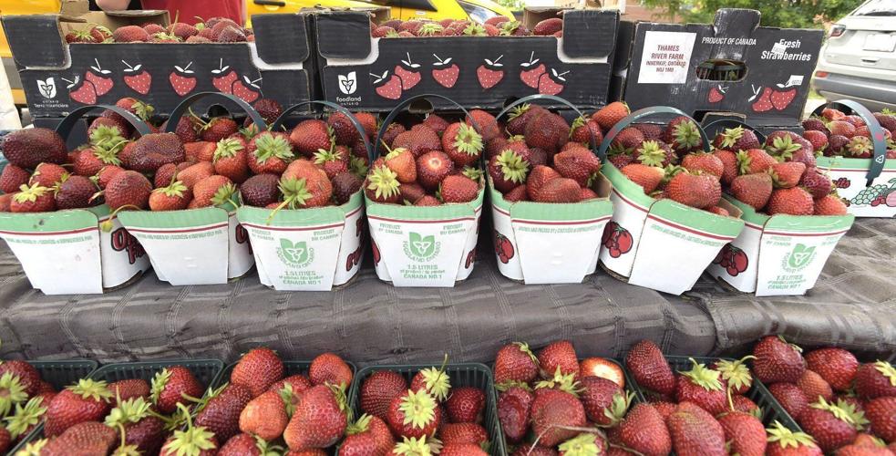 Another strawberry season under way in Ontario