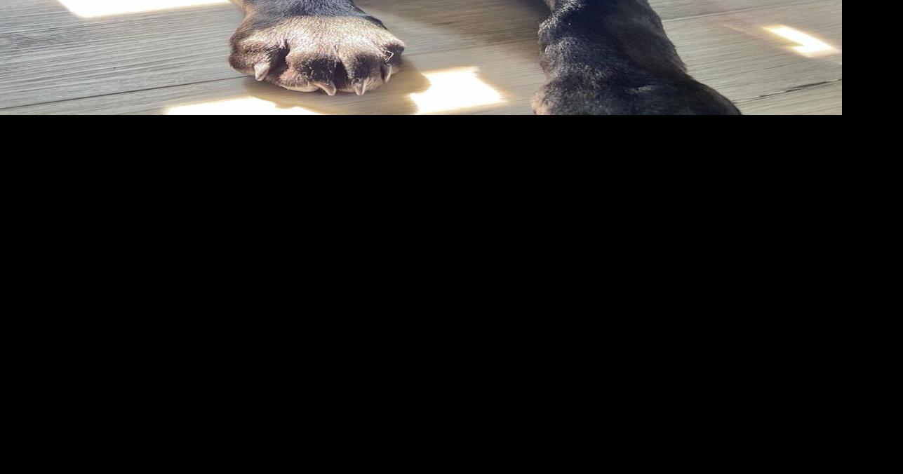 What is canine parvovirus after an outbreak in London?