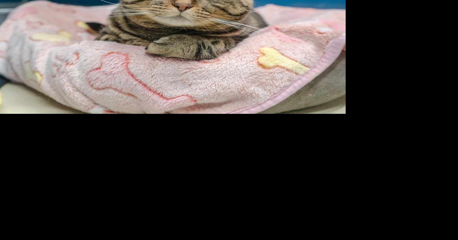 Adopt Coco the cat at Oakville & Milton Humane Society
