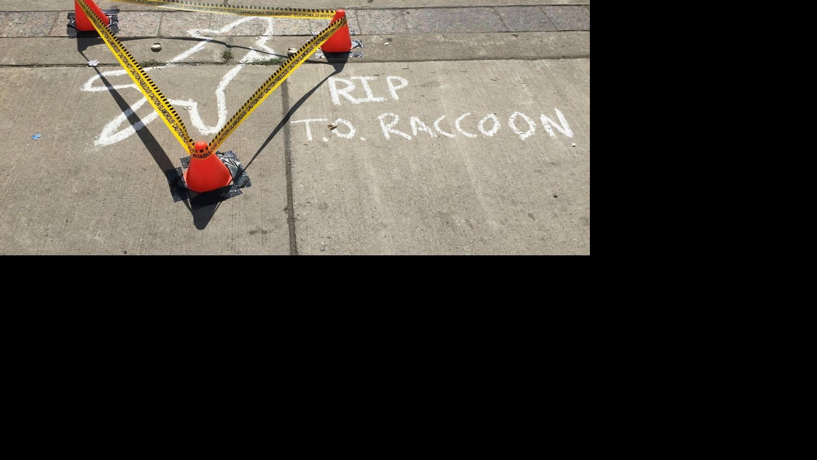 Viral dead Toronto racoon commemorated with plaque