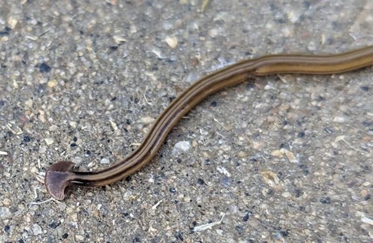 Hammerhead worms in Ontario: Identification and Safety Guide
