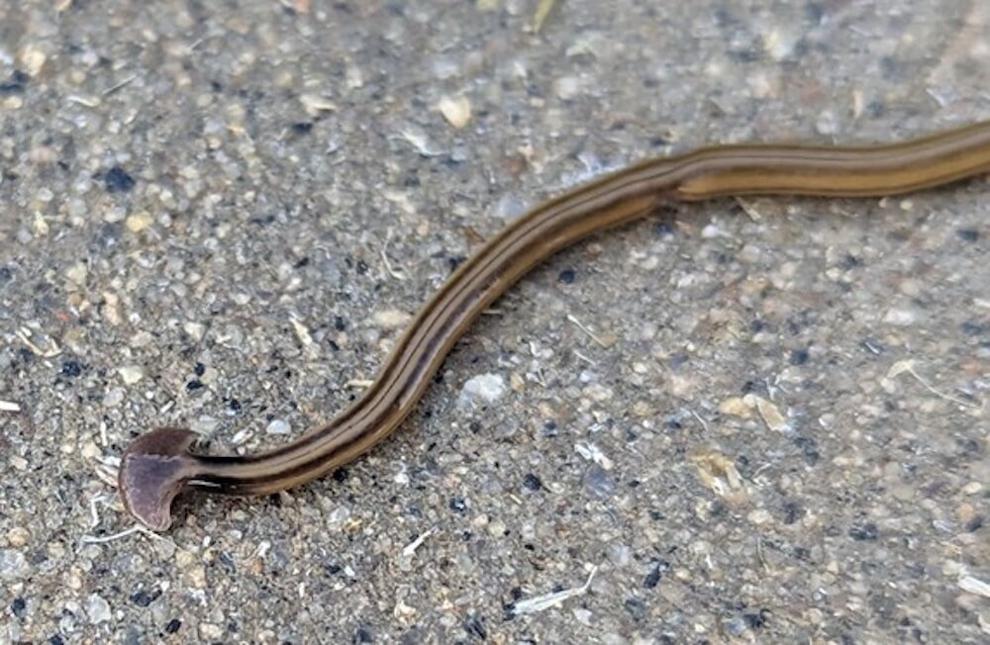 Hammerhead worms in Ontario: Identification and Safety Guide