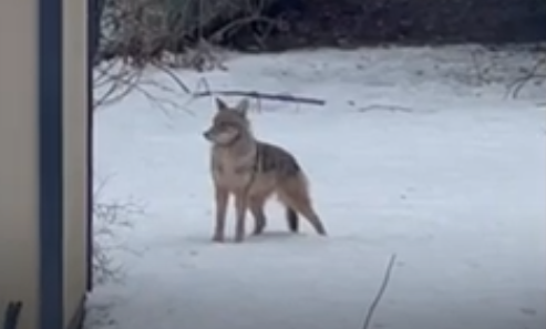 Will Coyotes Jump A Fence To Get A Dog