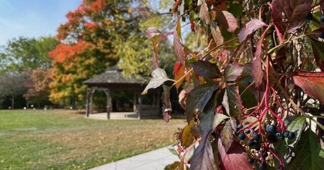 Why are trees so ugly this fall in Ontario this year?