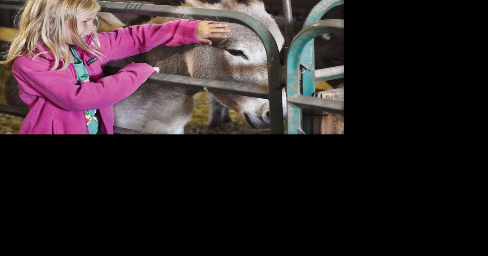 Milton Fall Fair returns to fairgrounds