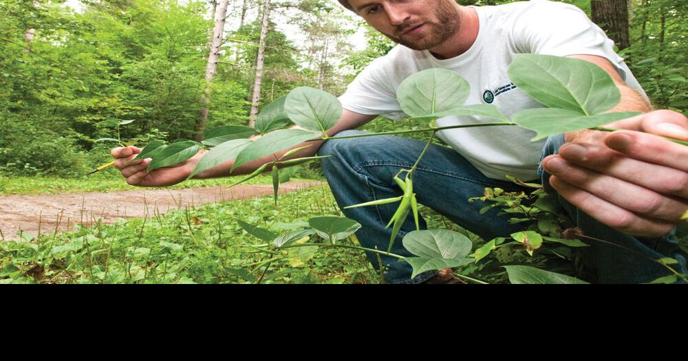 Invasive plants buckthorn and dog-strangling vine gaining foothold ...