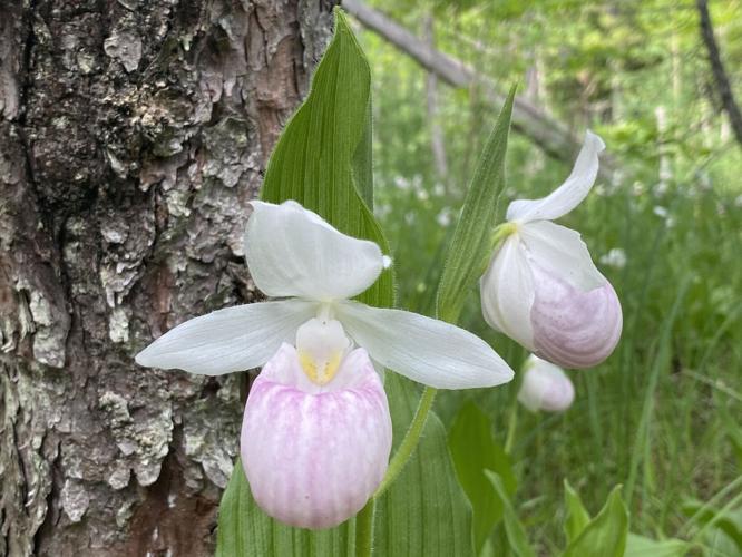 Purdon Conservation Area Wild Orchids: 2026 Peak Bloom Dates