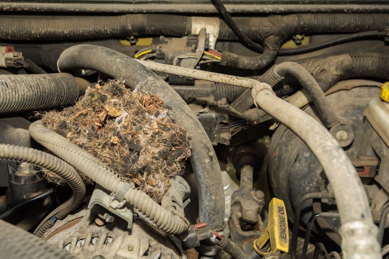 Rodent damage to cars: Here’s how to stop them