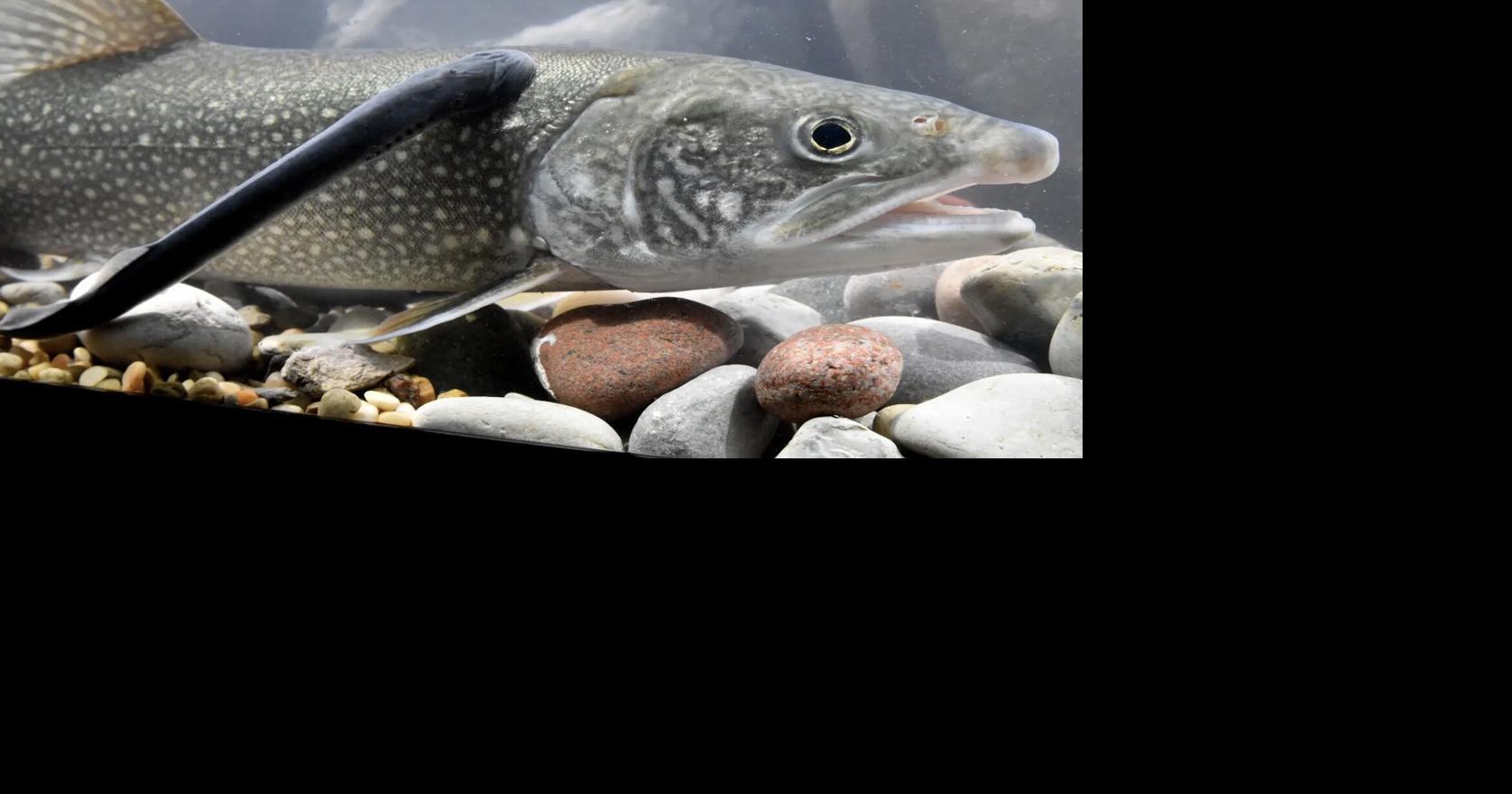 How the fight against ‘Vampire fish’ survived DOGE cuts